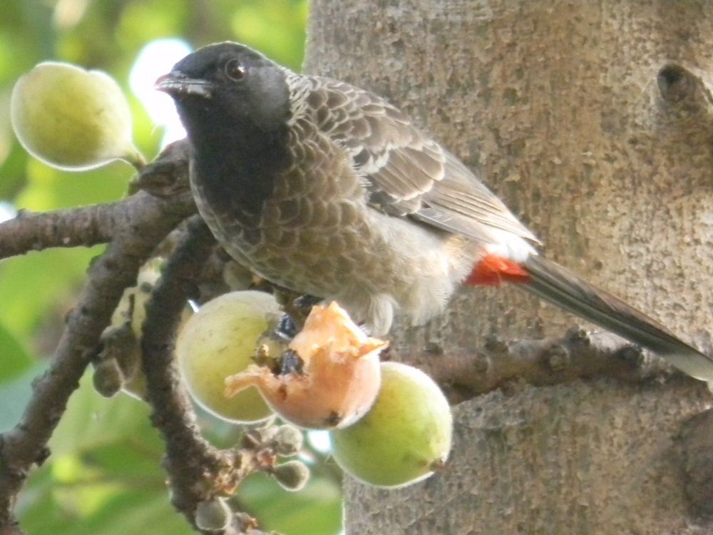 Red-vented bulbul – My Photo Blog
