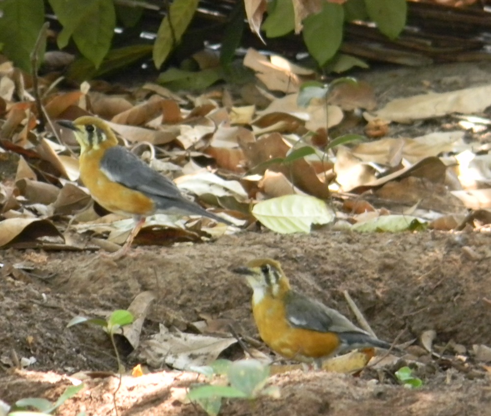 Orange-headed Thrush – My Photo Blog